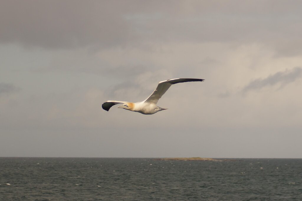 Join us at Orkney Nature Festival 2023 | Orkney Native Wildlife Project