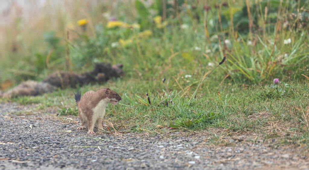 We're applying for funding to extend! | Orkney Native Wildlife Project