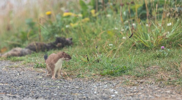 We're applying for funding to extend! | Orkney Native Wildlife Project