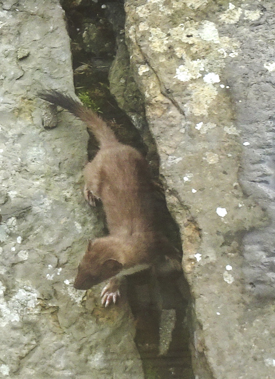 Report a Sighting | Orkney Native Wildlife Project