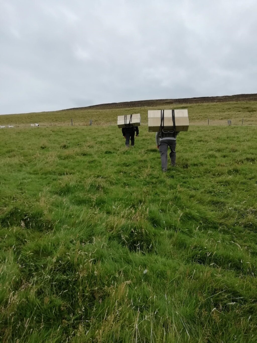 Stoat Snippet 117 | Orkney Native Wildlife Project