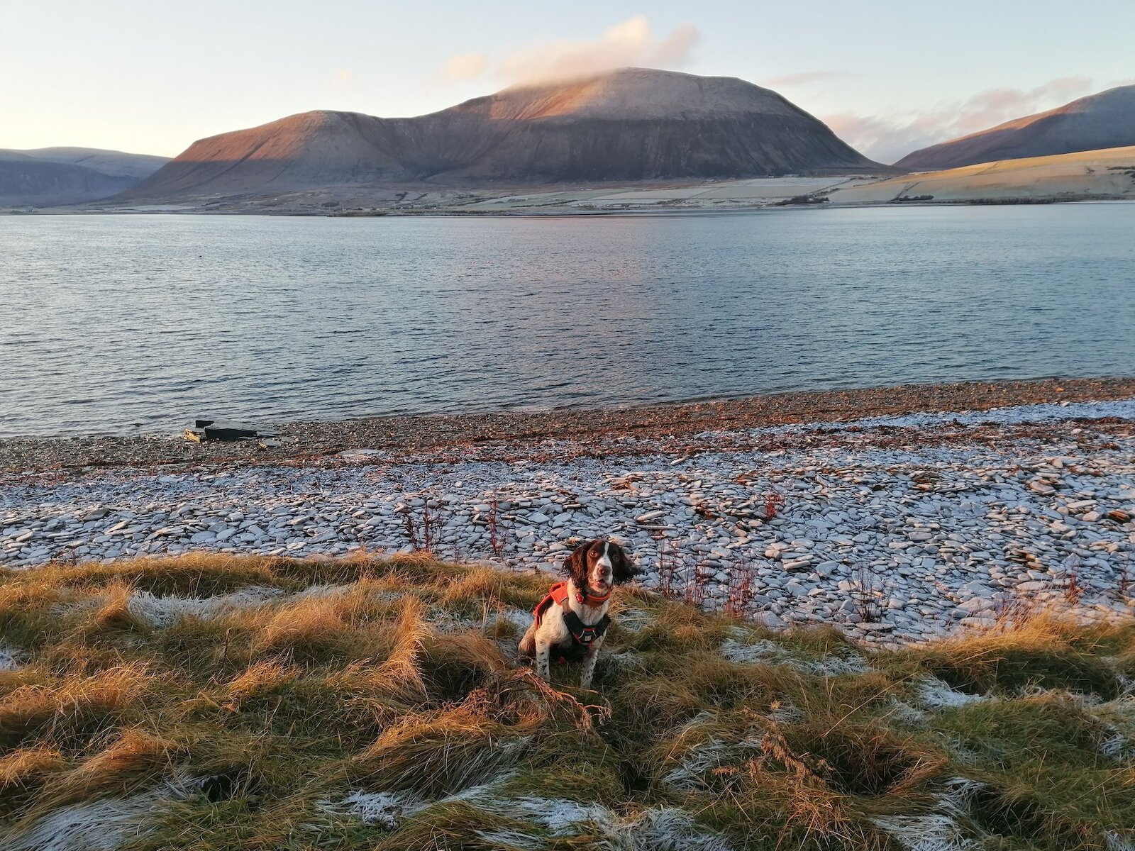 Stoat Snippet 117 | Orkney Native Wildlife Project