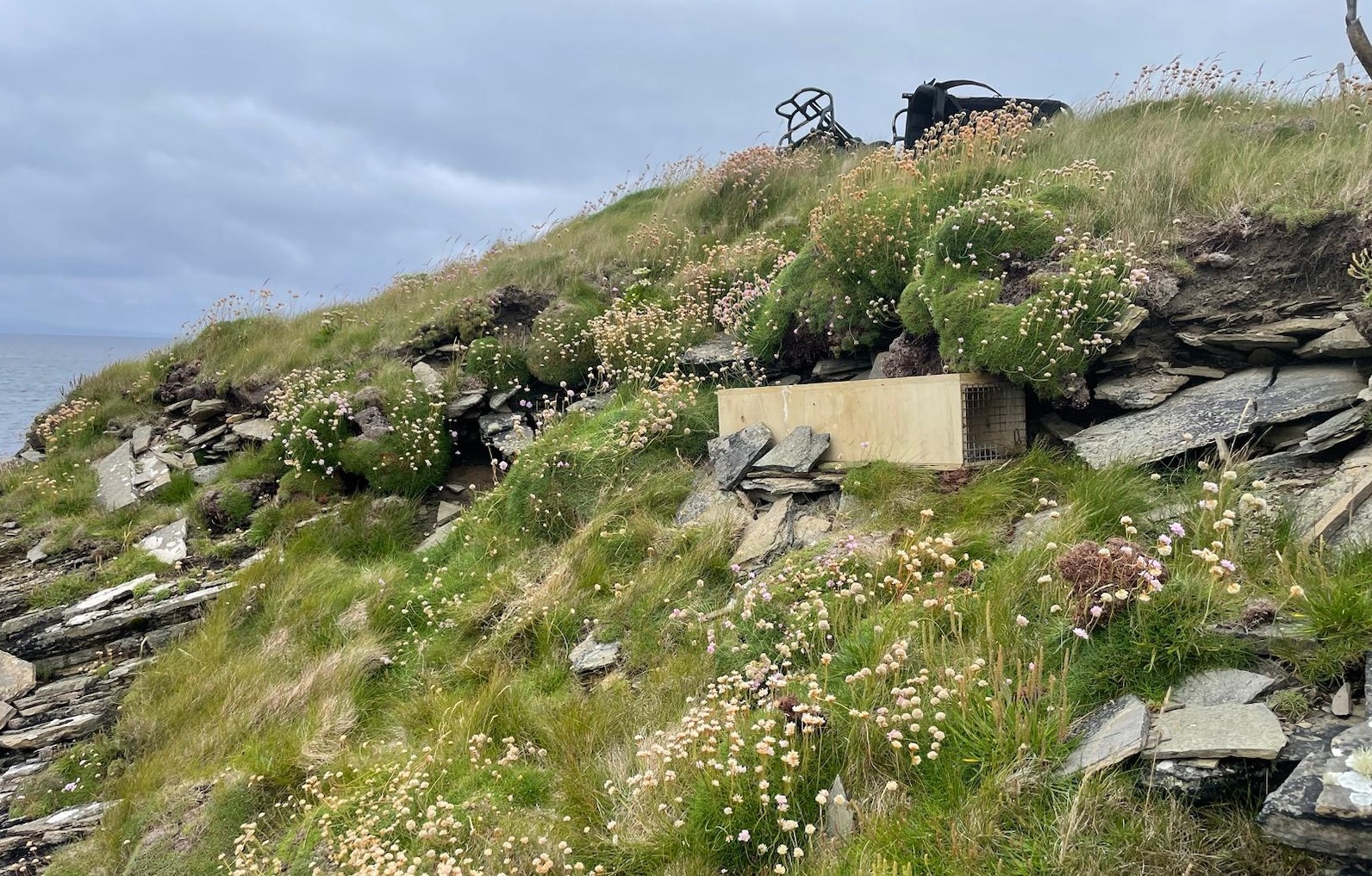 Fence-lines, ditches, and moorland: Where you’ll find a stoat trap box ...