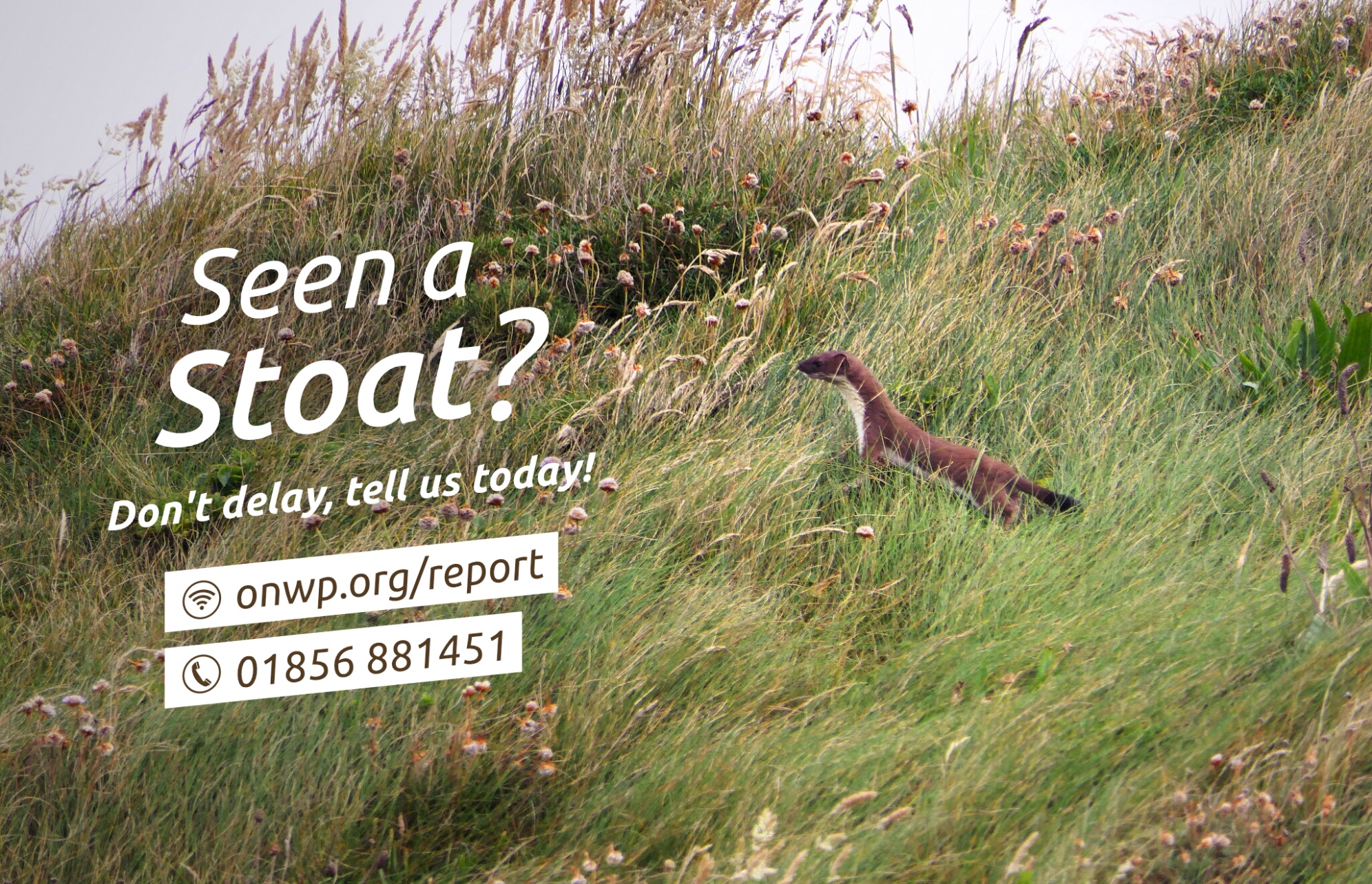 What happens when I report a stoat? | Orkney Native Wildlife Project