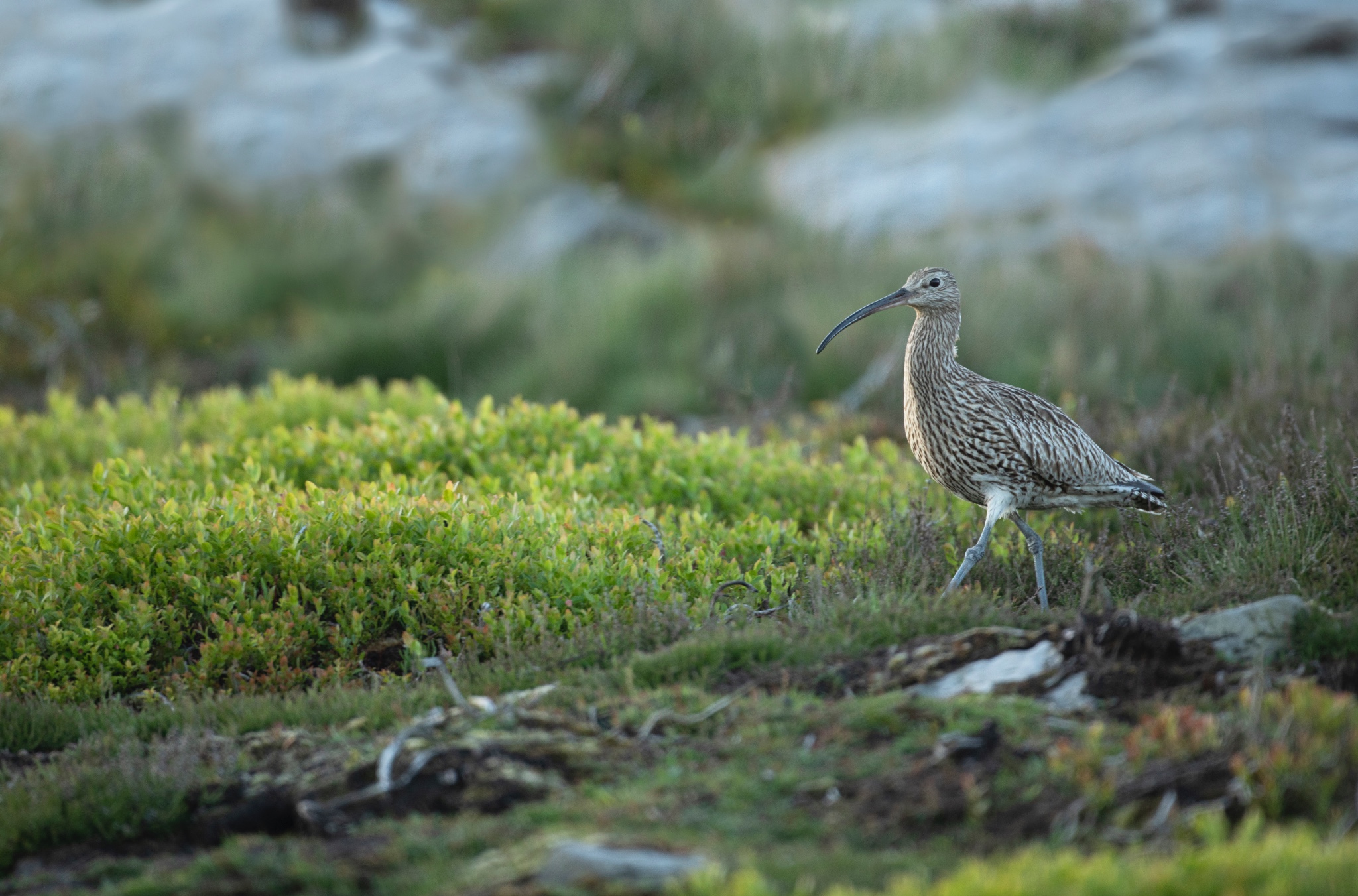 New report reveals Orkney’s wildlife is recovering as project's final ...