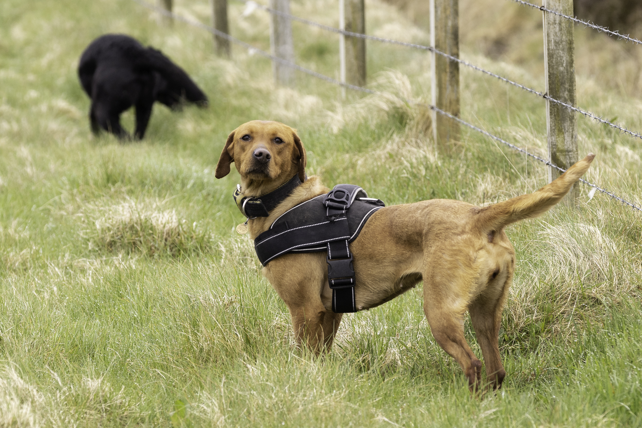 Detection Dogs | Orkney Native Wildlife Project