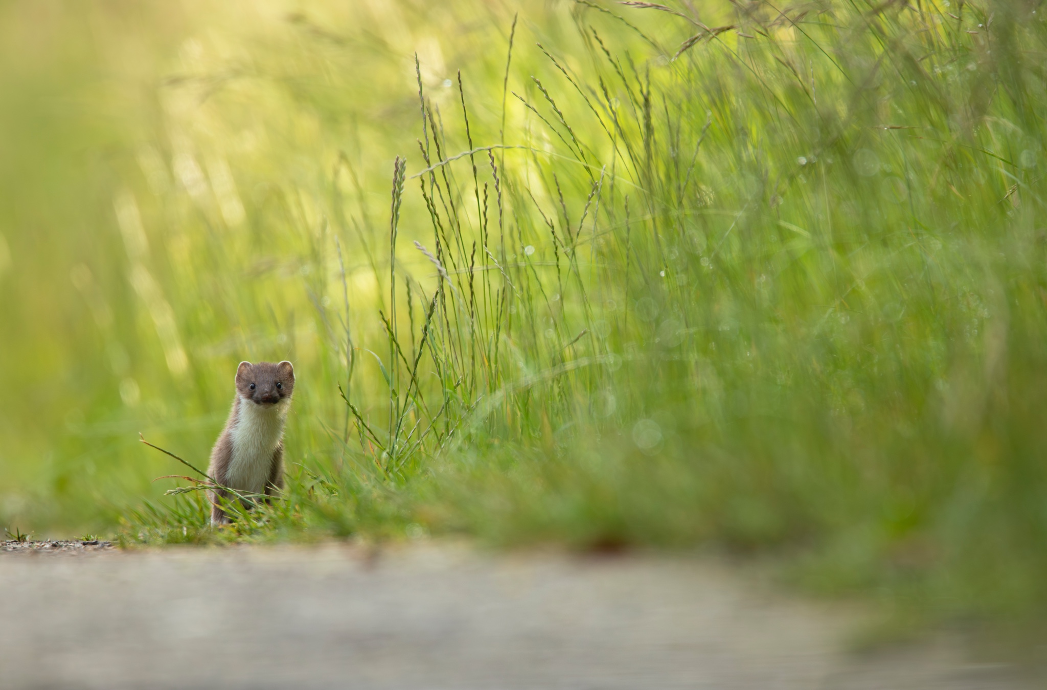 Ratting out a myth: Are stoats good for controlling rats? | Orkney ...