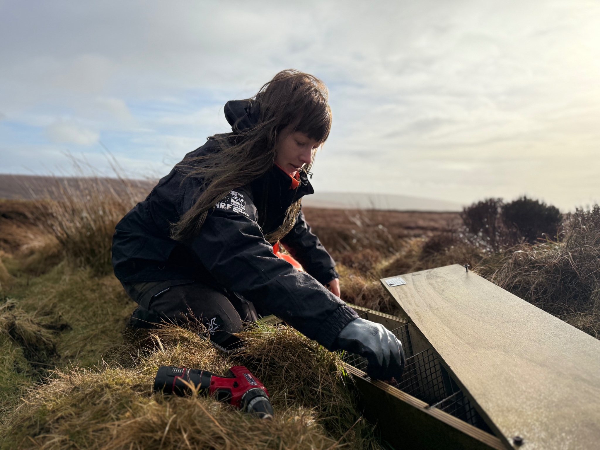 What we can learn from invasive stoats in New Zealand | Orkney Native ...