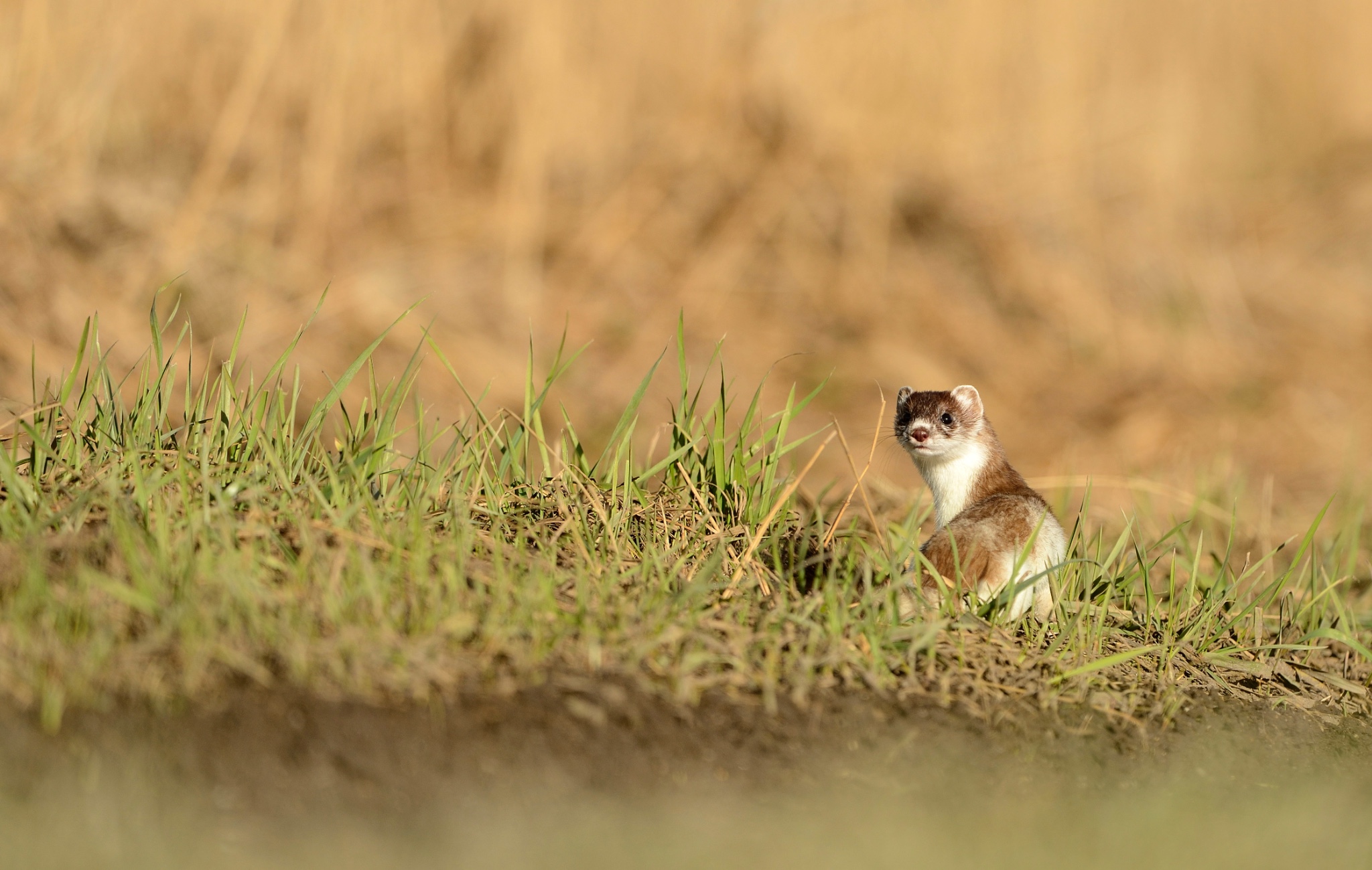 Stoat numbers now low enough to trial new techniques | Orkney Native ...