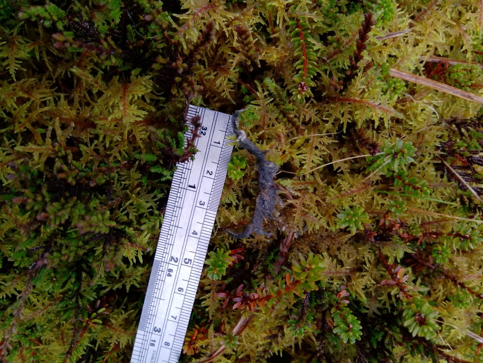 How poo is saving our wildlife | Orkney Native Wildlife Project