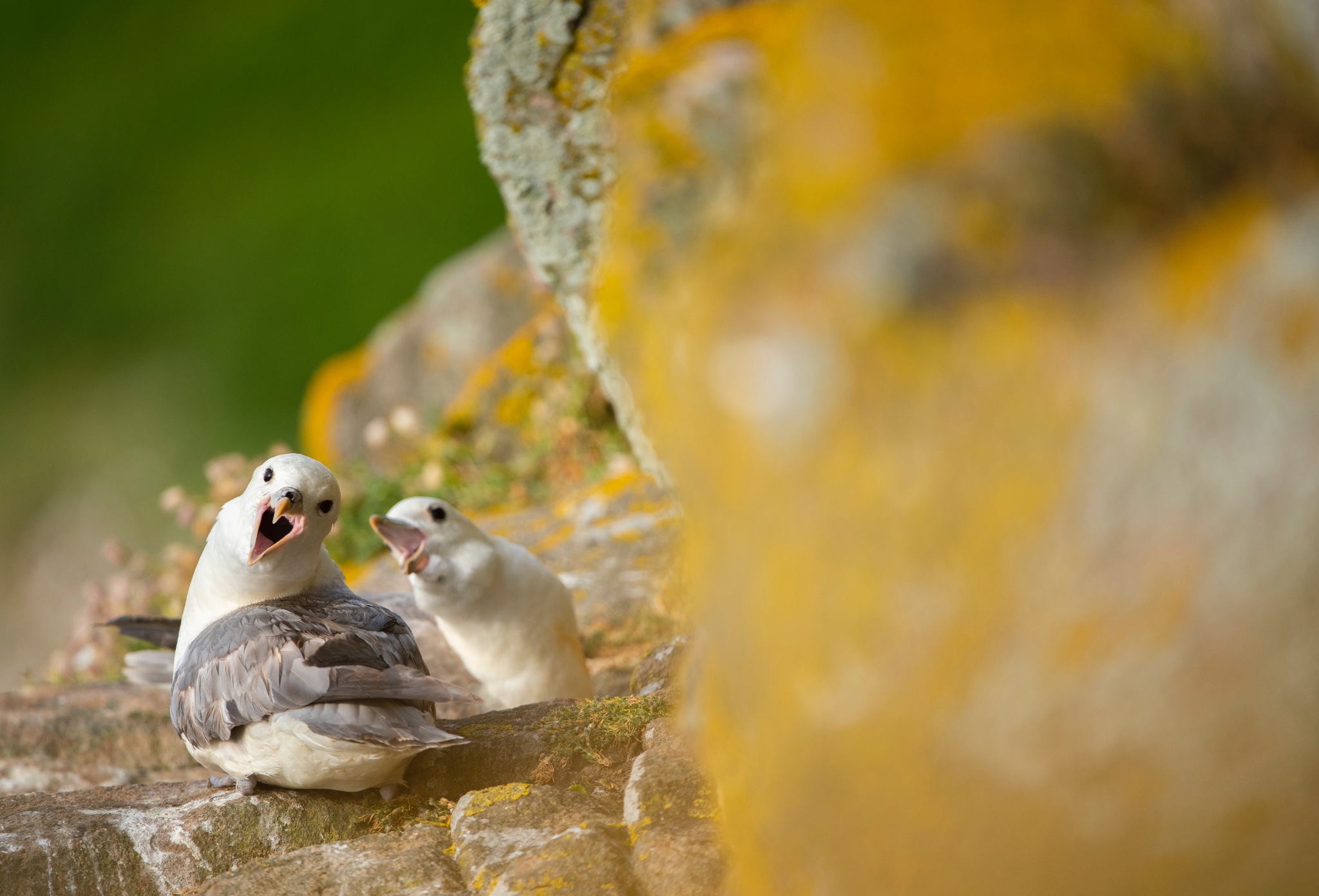 Ranked: Orkney’s top 5 best birds in 2025! | Orkney Native Wildlife Project