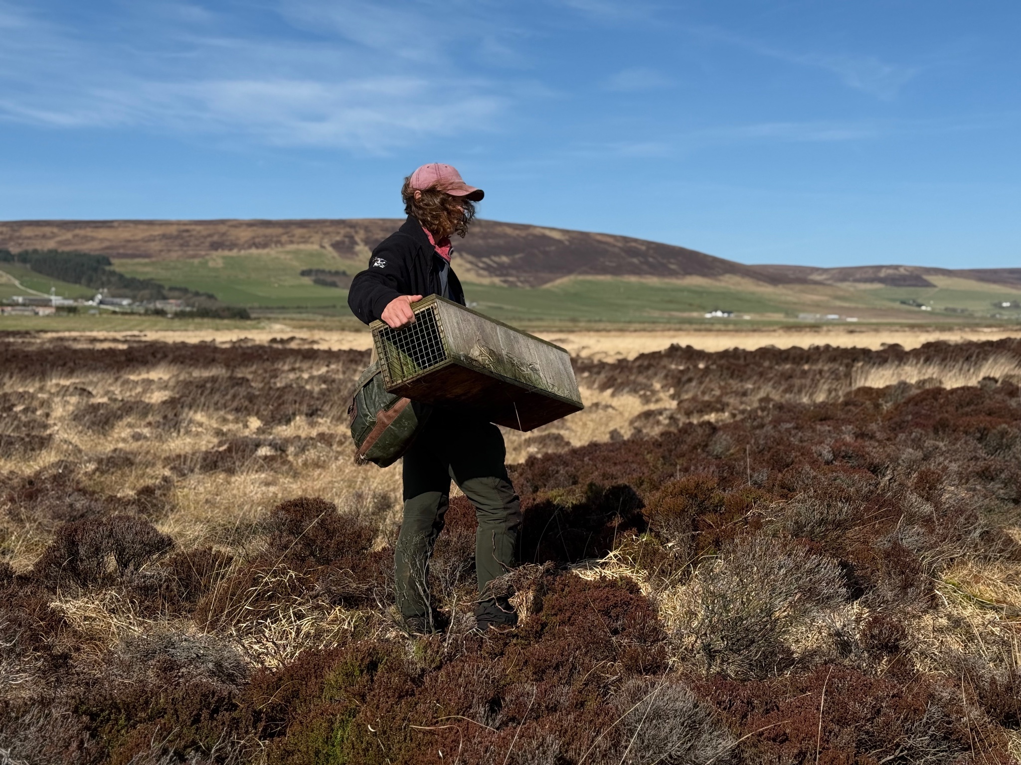 How do our trap boxes work? | Orkney Native Wildlife Project