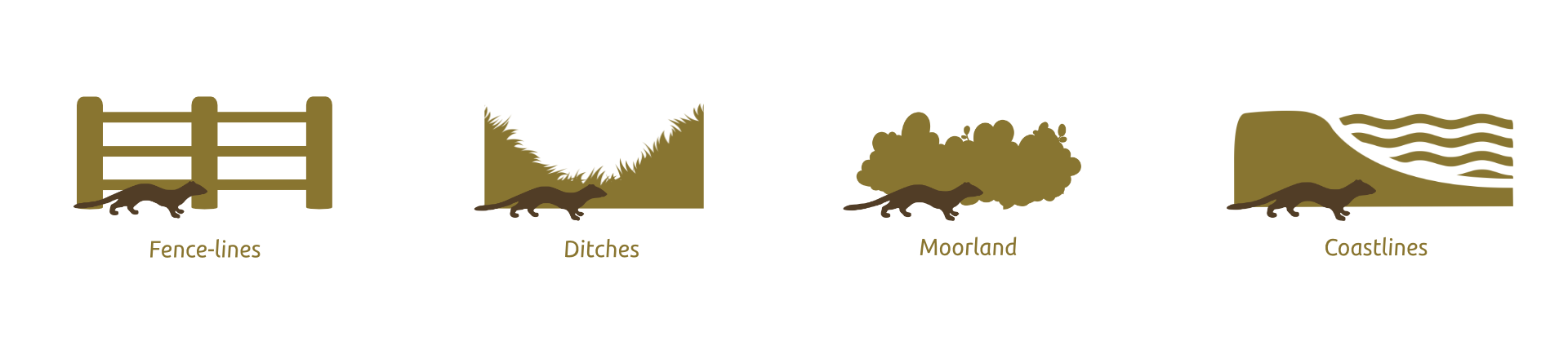 How do our trap boxes work? | Orkney Native Wildlife Project