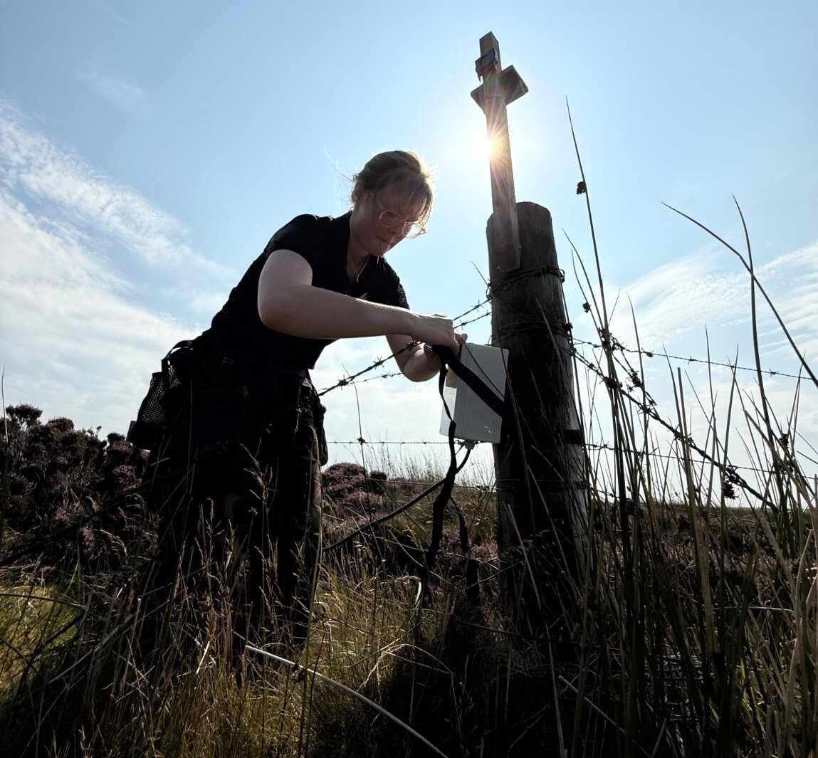 How artificial intelligence could help Orkney become stoat-free