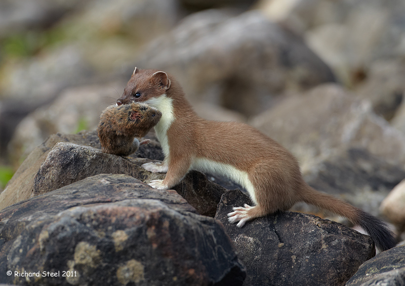 Stoat Snippet 77 | Orkney Native Wildlife Project