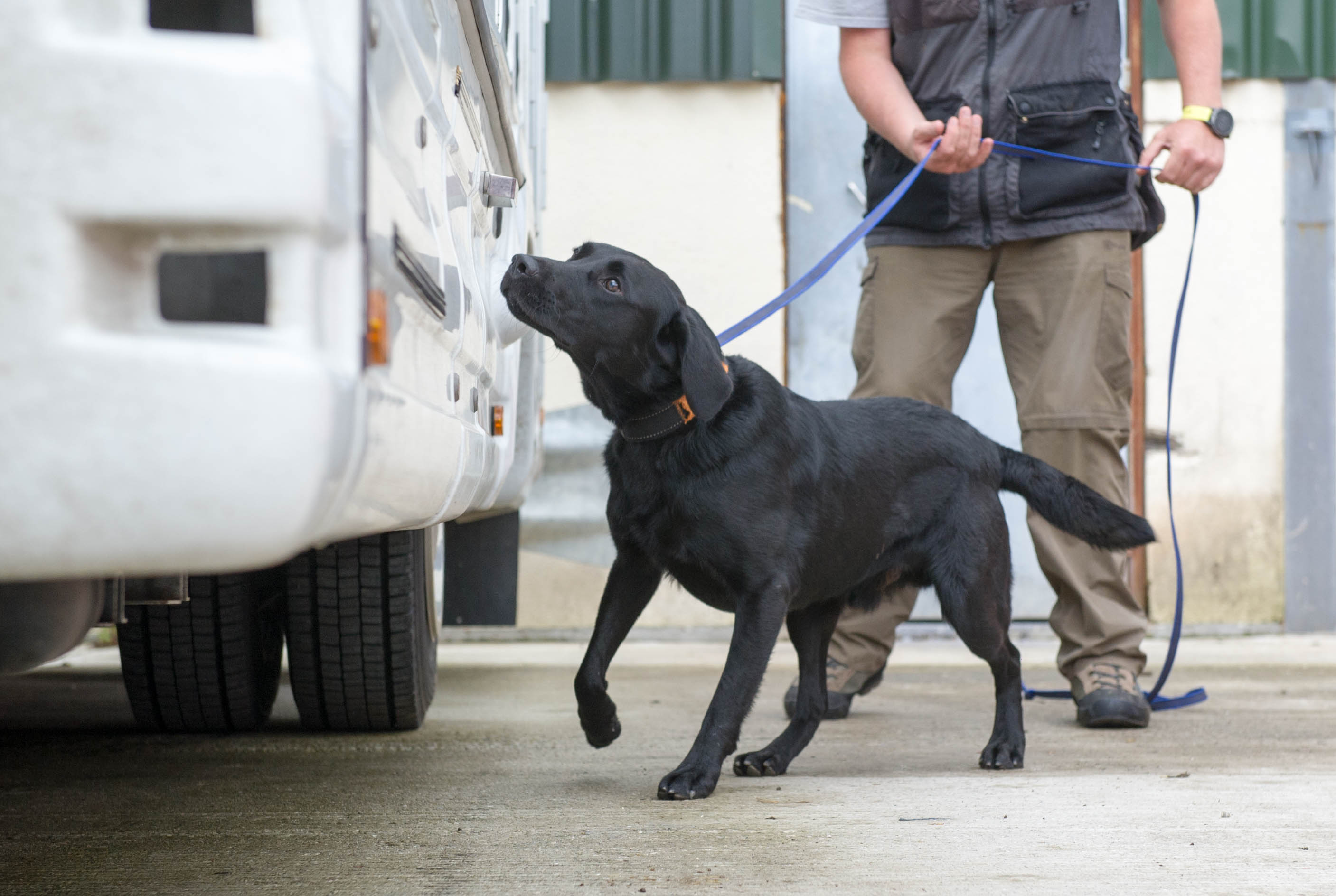 Stoat Snippet 93 | Orkney Native Wildlife Project