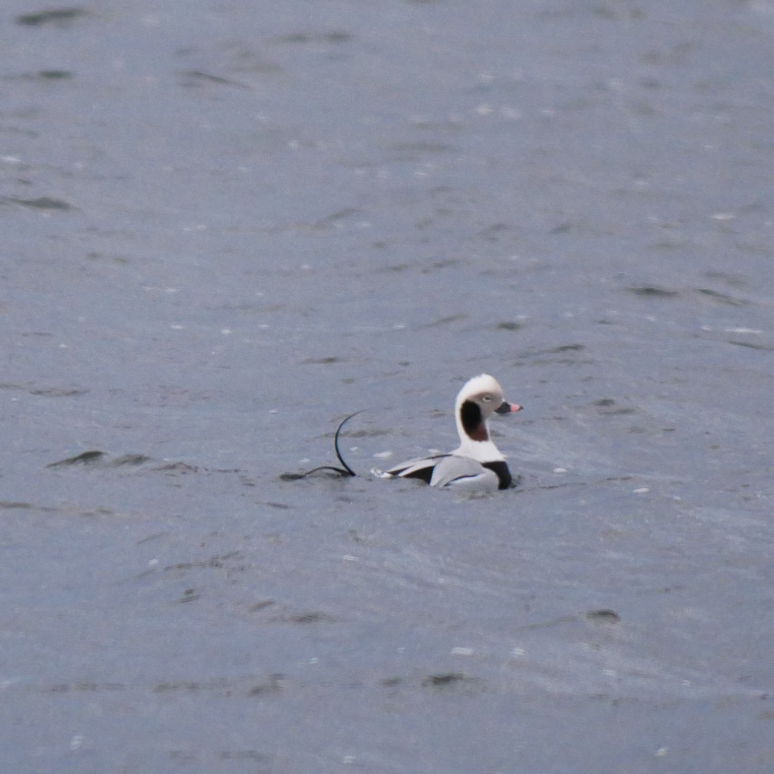 Stoat Snippet 97 | Orkney Native Wildlife Project