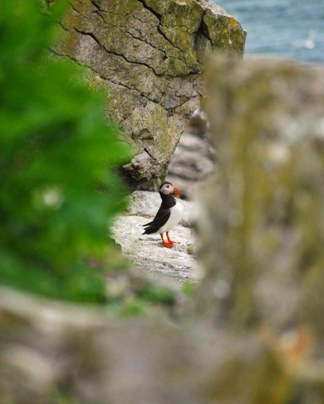 Stoat Snippet 99 | Orkney Native Wildlife Project