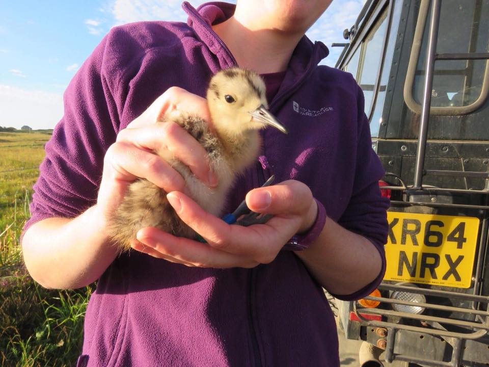 Stoat Snippet 101 | Orkney Native Wildlife Project