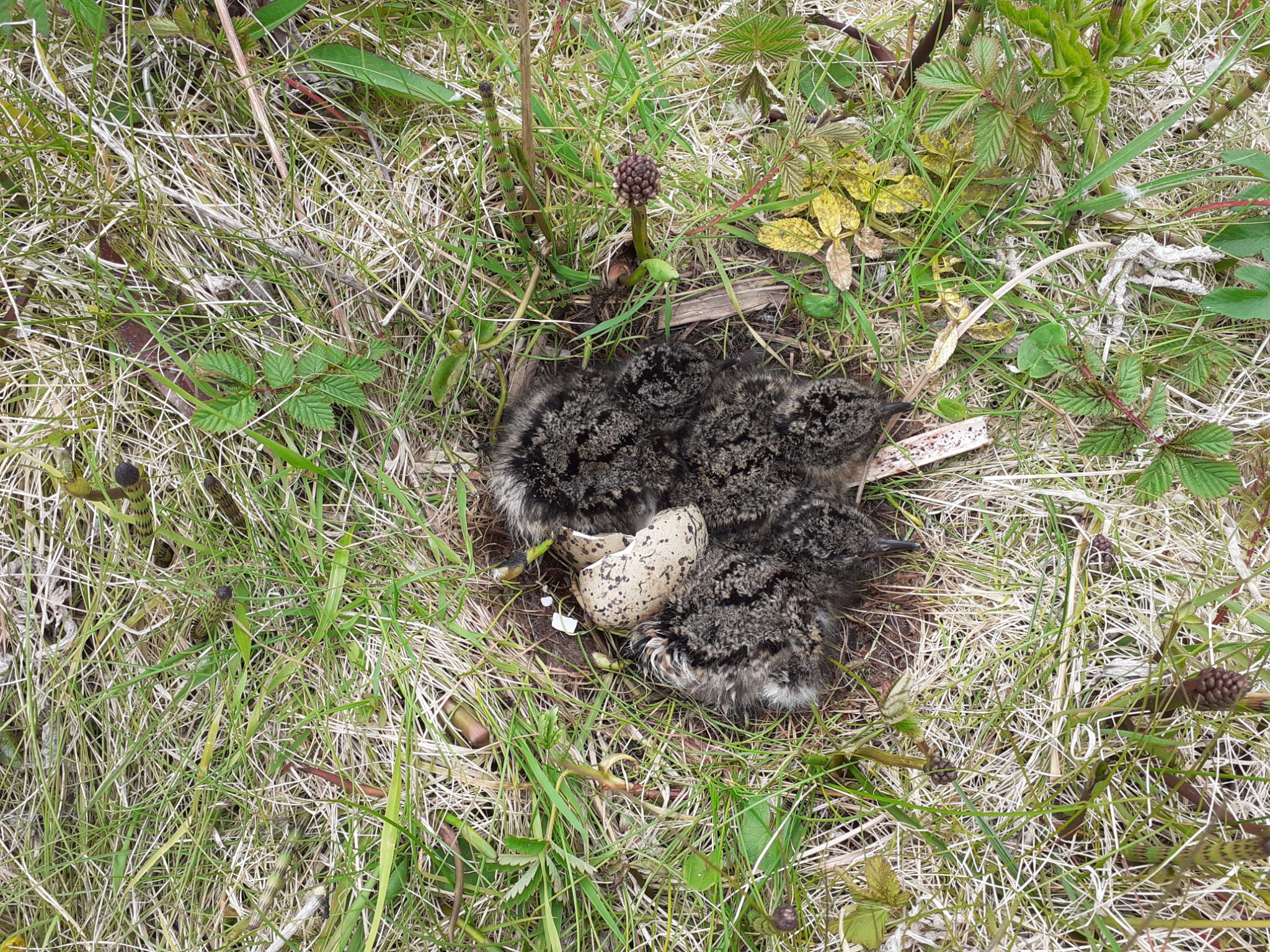 Stoat Snippet 105 | Orkney Native Wildlife Project