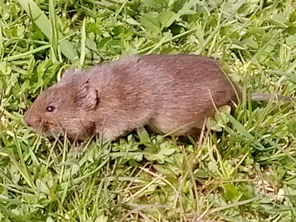 Orkney International Science Festival | Orkney Native Wildlife Project