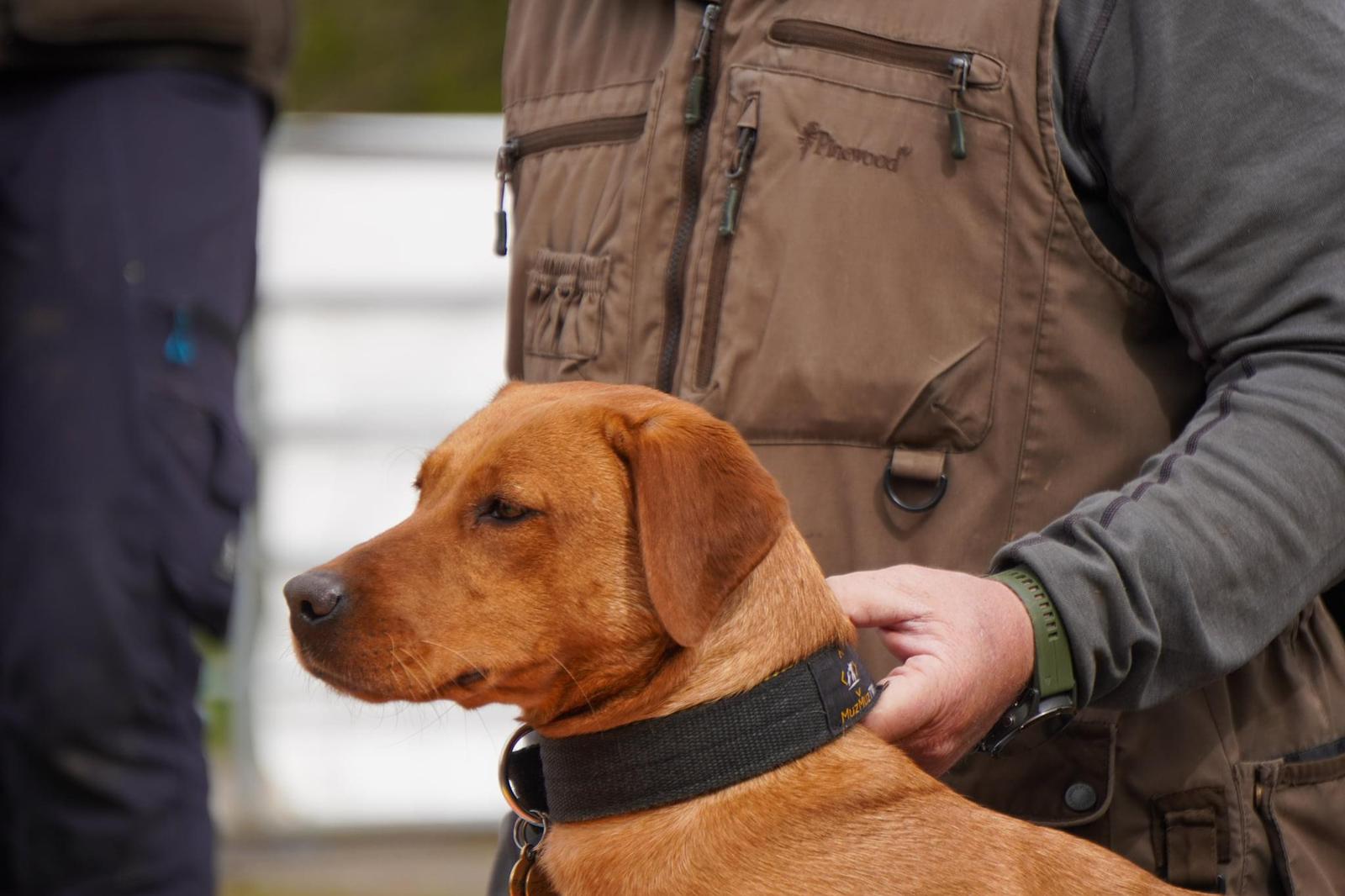 Tracker dogs arrive | Orkney Native Wildlife Project